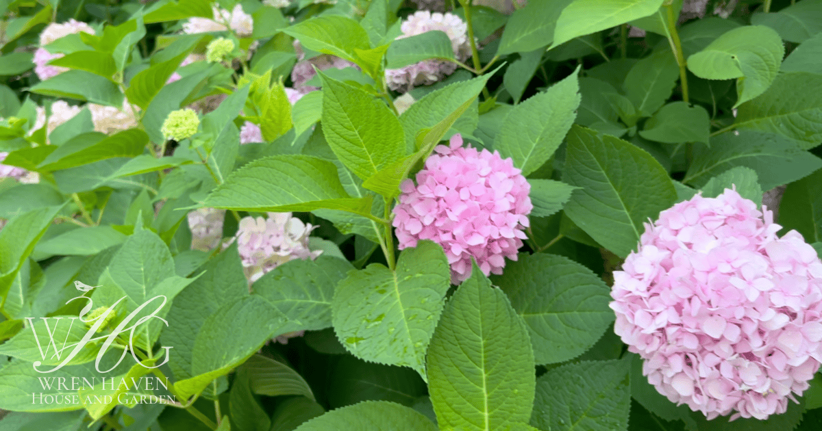 French Garden Elegance: The Best Hydrangeas to Plant This Season