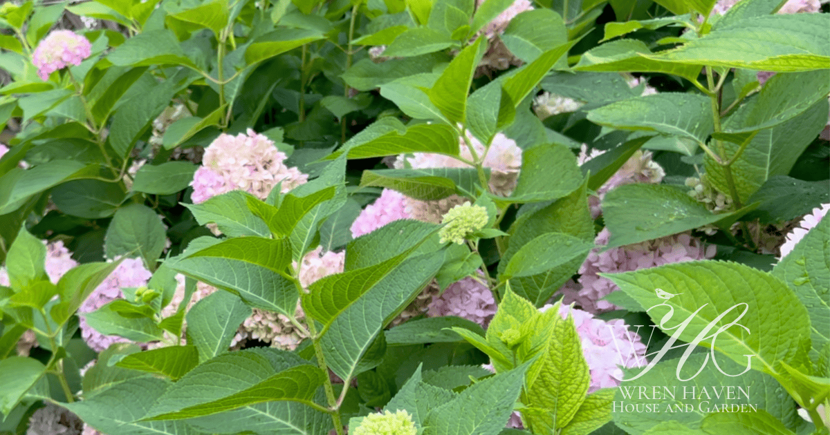 French Garden Elegance: The Best Hydrangeas to Plant This Season