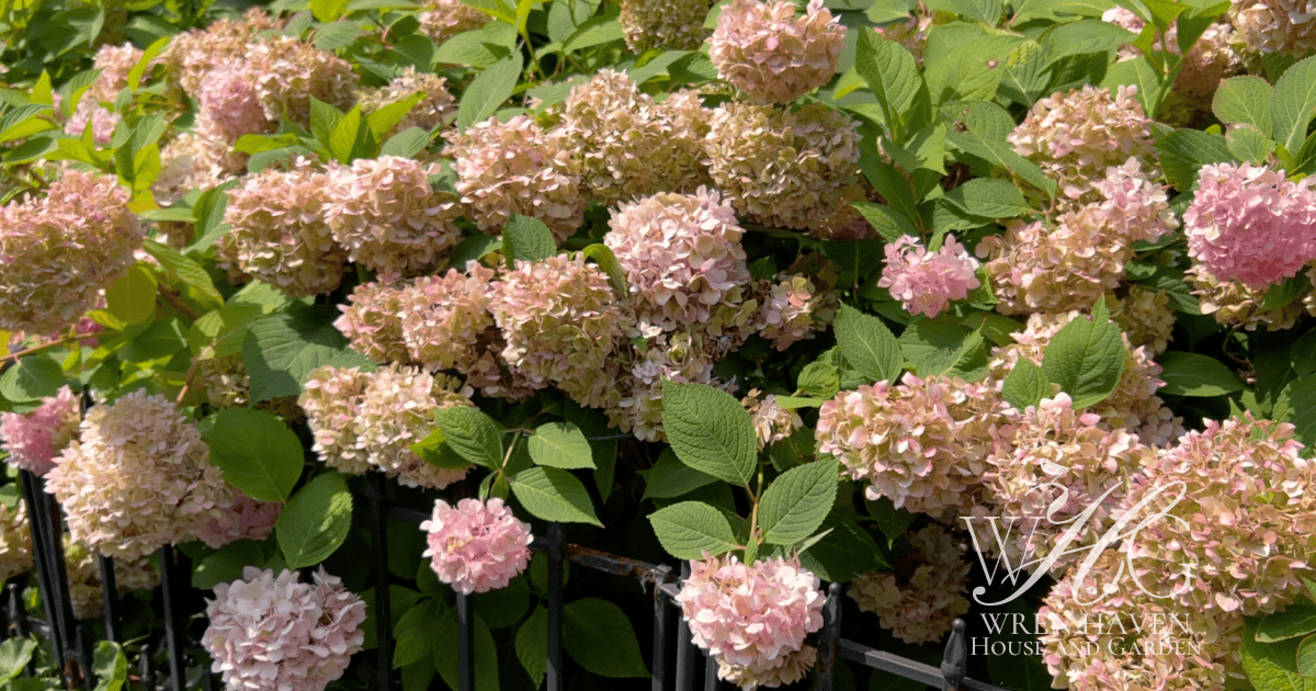 French Garden Elegance: The Best Hydrangeas to Plant This Season