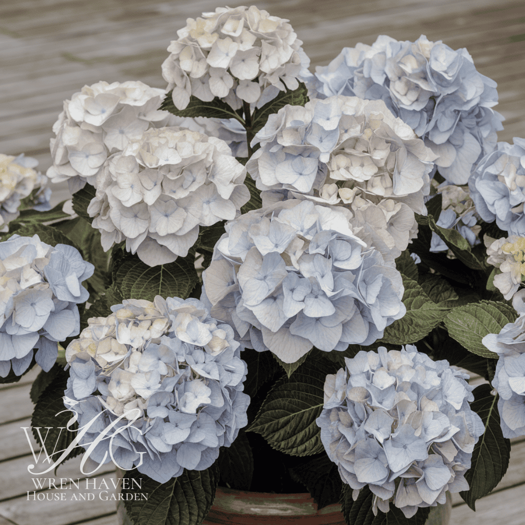 French Garden Elegance: The Best Hydrangeas to Plant This Season